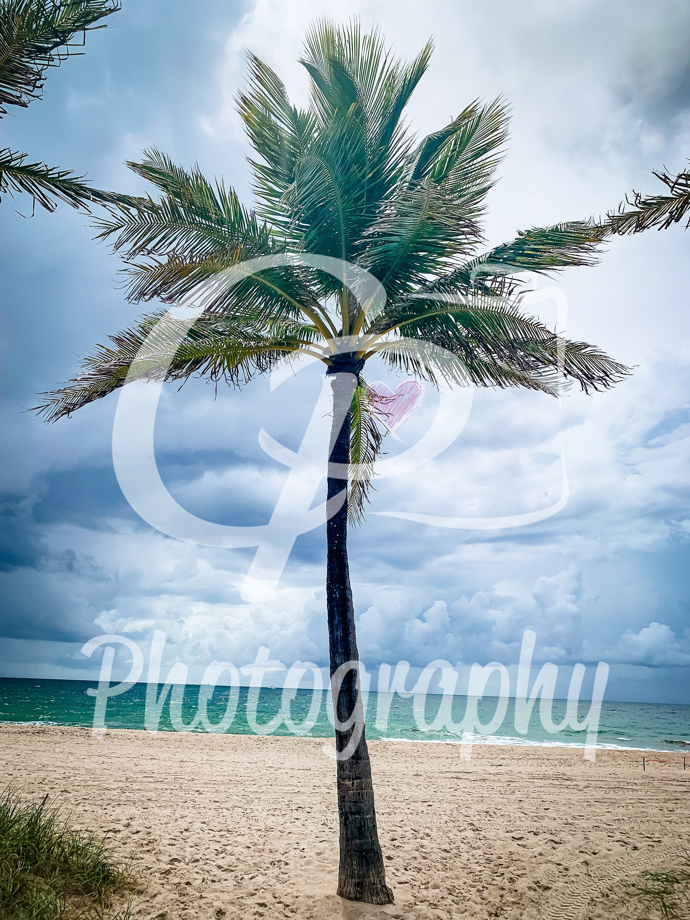 Single Palm [hollywood Beach, Florida - Tropical, Palm Trees, Home ...
