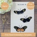 Hand Embroidery Pattern. PDF. Line Art Tiger Moth. Outline Embroidery ...