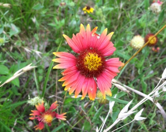 Cistern Texas Red Wild Flowers May 2015 by Lisa Ray # ...