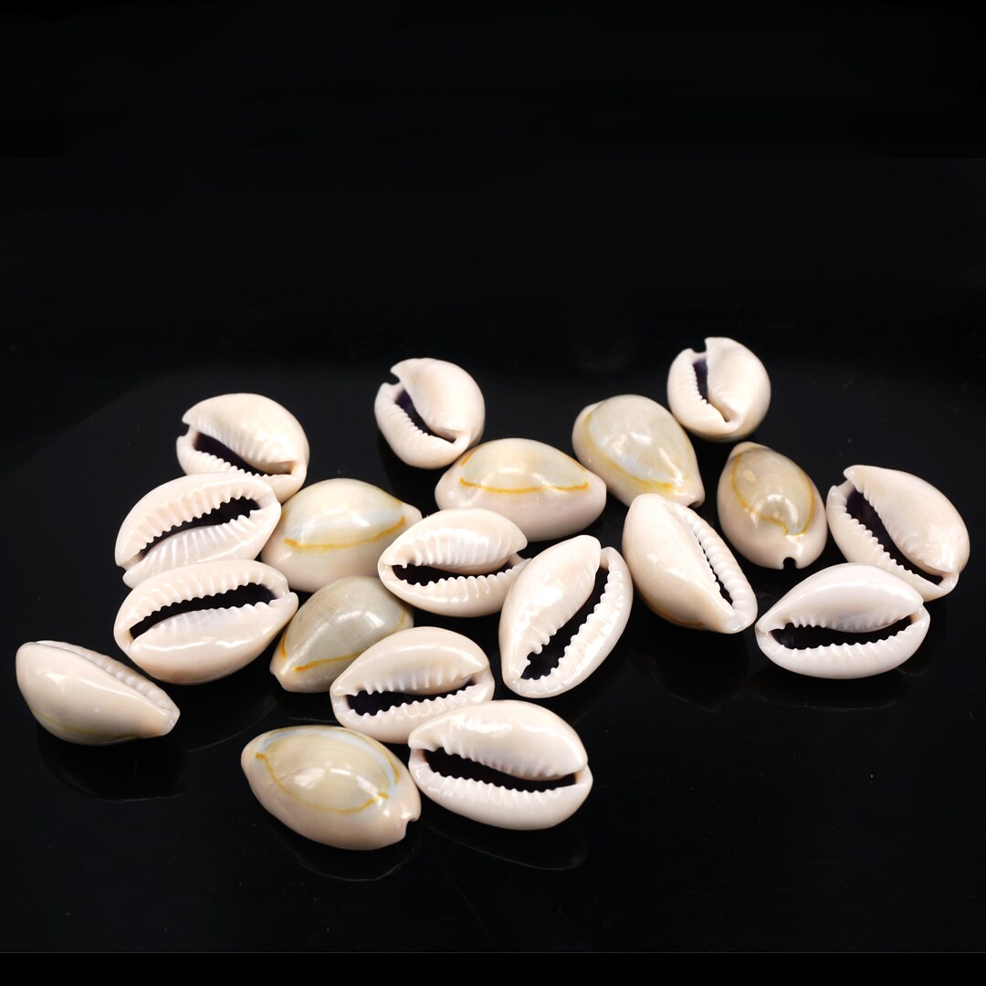 50pc Cowrie Shell, Natural Sea Shell , Money Shell Bead , Bulk Shell ...
