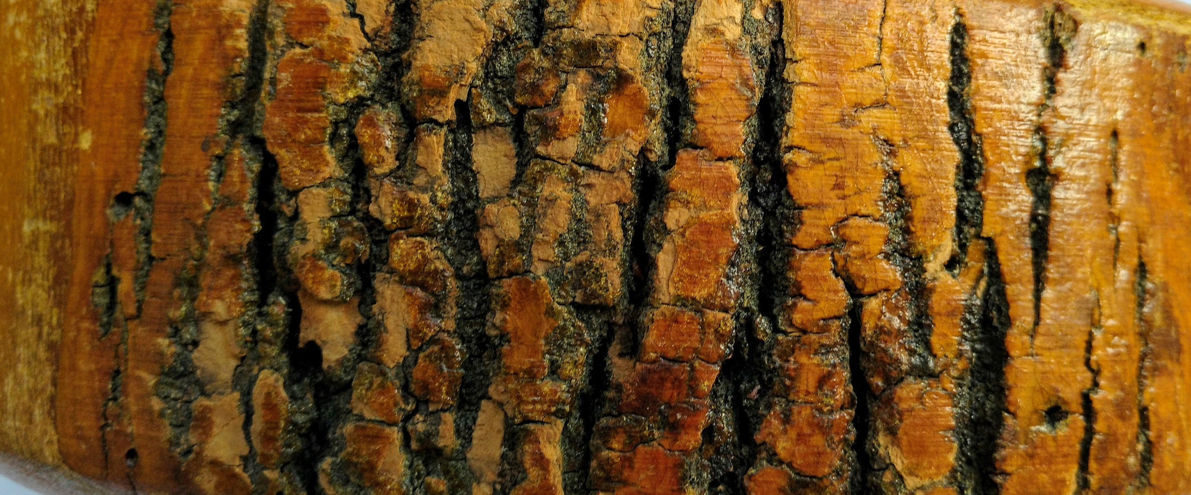 Antique Wooden Nut Bowl / Antique Live Edge Log Nutcracker - Etsy France