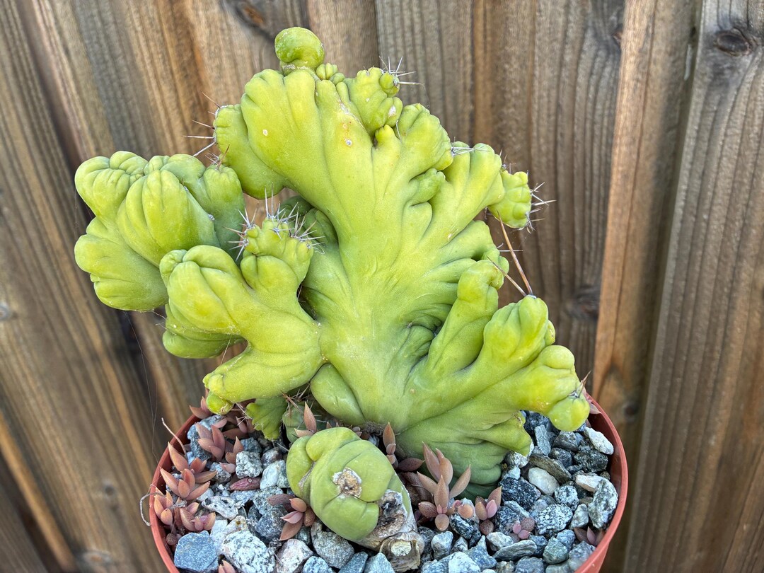 TBM Monstrose Cristata Crested Cactus - Etsy