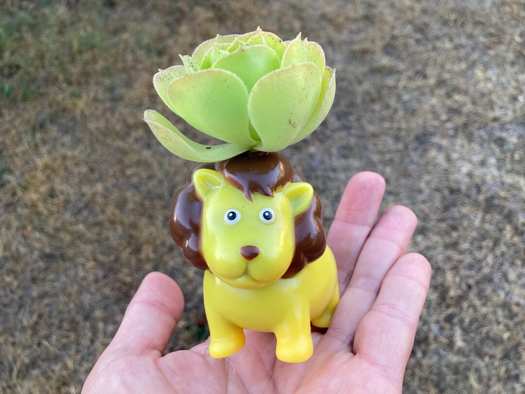 David Living Art Upcycled Succulent Planter - Etsy