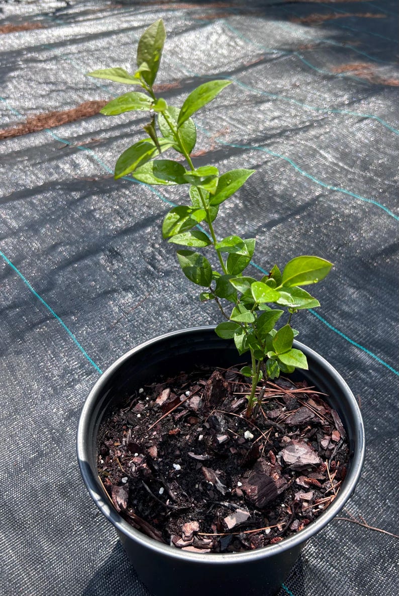 Legacy Blueberry Bush Southern Highbush Berry Container Garden Beginner ...