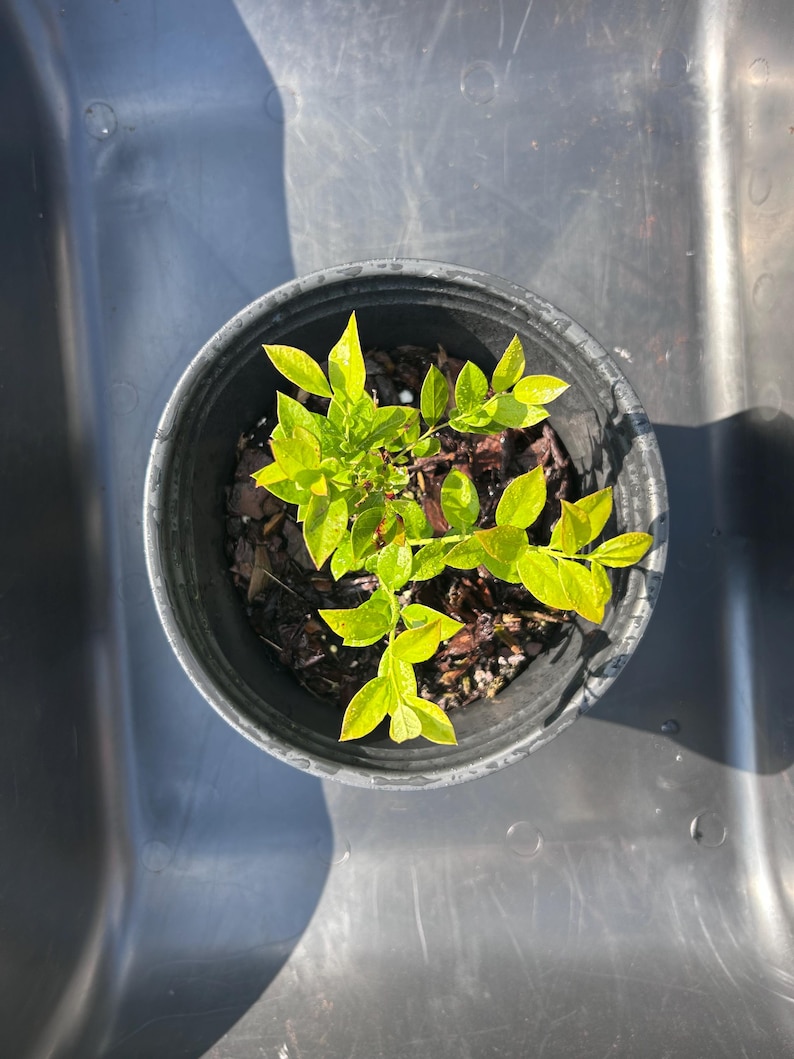 Legacy Blueberry Bush Southern Highbush Berry Container Garden Beginner ...