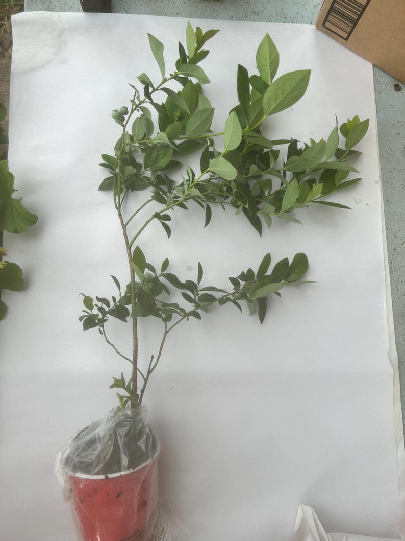 Legacy Blueberry Bush Southern Highbush Berry Container Garden Beginner ...
