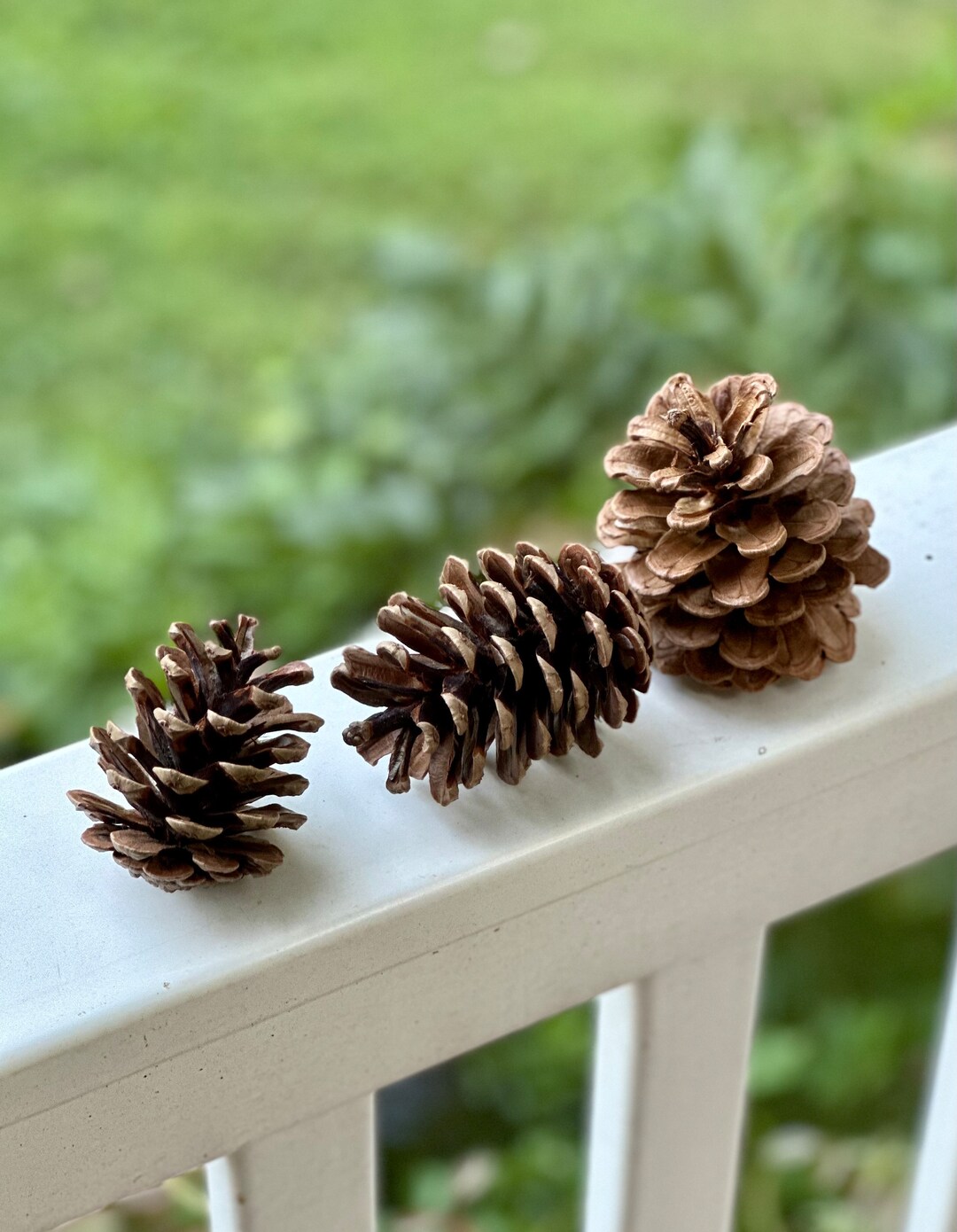 Natural Pinecones in Assorted Sizes Available Unscented or Cinnamon ...