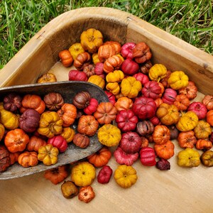 Harvest Putka Pods Multicolored Blend Scented/unscented. Handpicked and ...