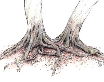 Beech Tree Roots High Quality Fine Art Print giclée of Original ...