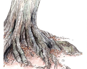 Roots of a Beech Tree High Quality Fine Art Print giclée of Original ...