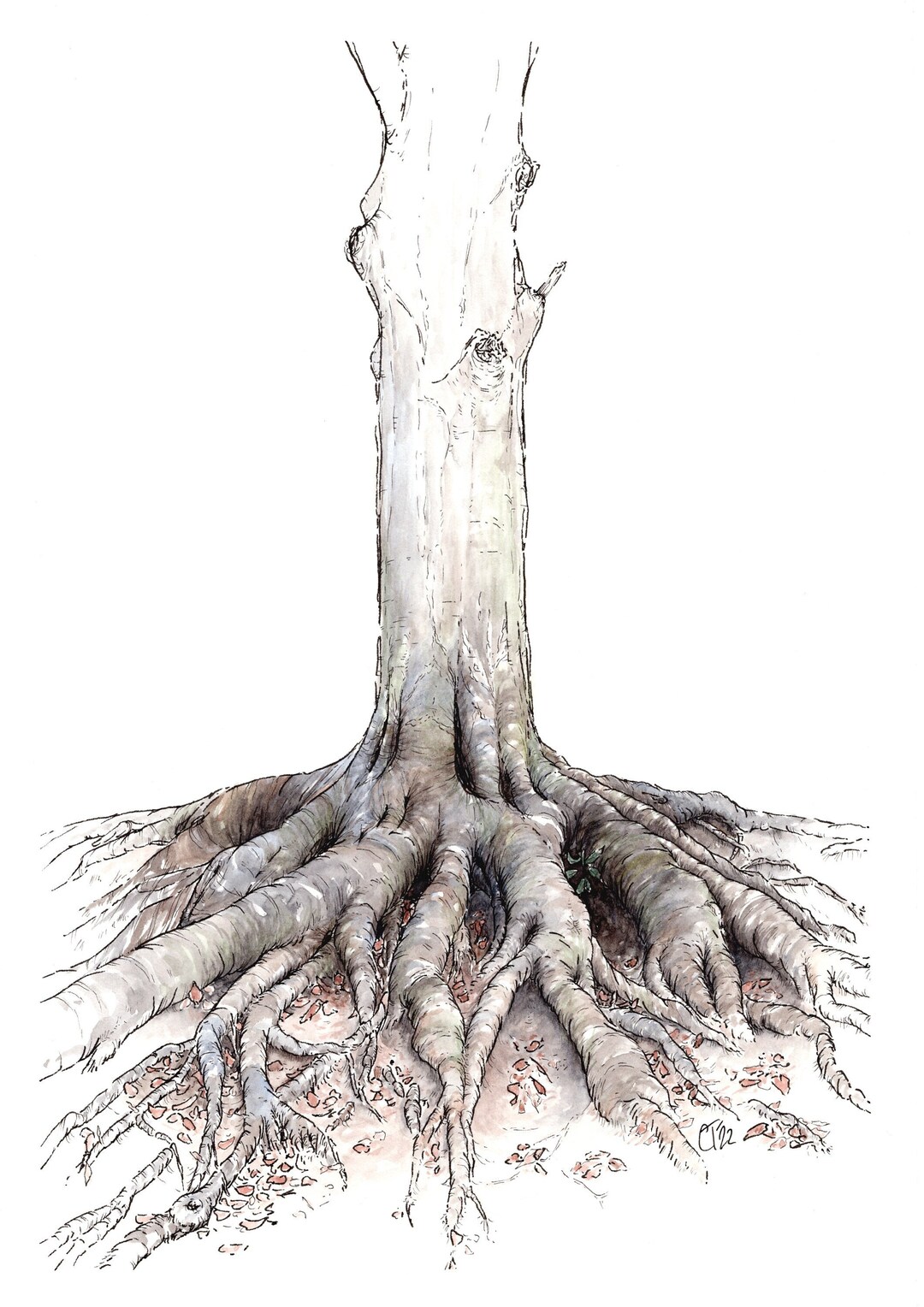 Roots of a Beech Tree High Quality Fine Art Print giclée of Original ...