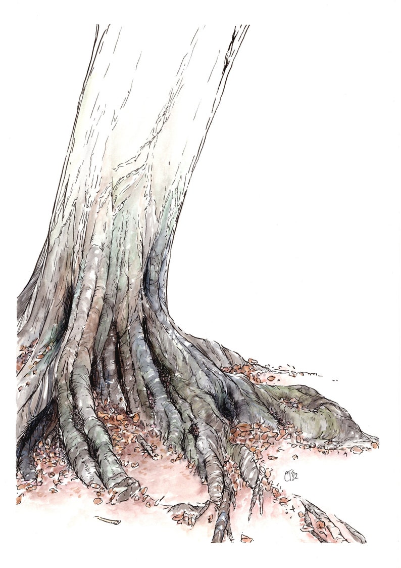 Beech Tree Roots High Quality Fine Art Print giclée of Original ...