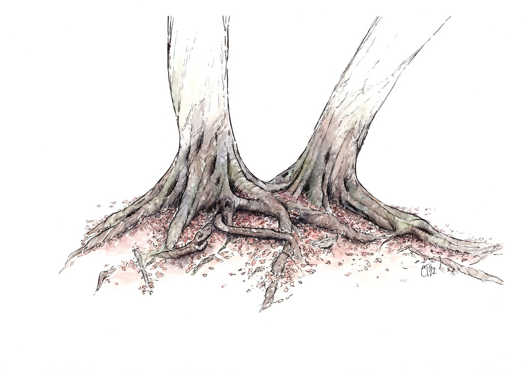 Beech Trees With Joined Roots High Quality Fine Art Print giclée of ...