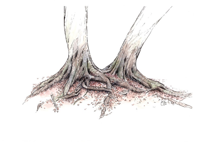 Beech Trees With Joined Roots High Quality Fine Art Print giclée of ...