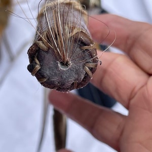 Long Hand Crafted Native American Dance Coup Stick Made by Clara ...