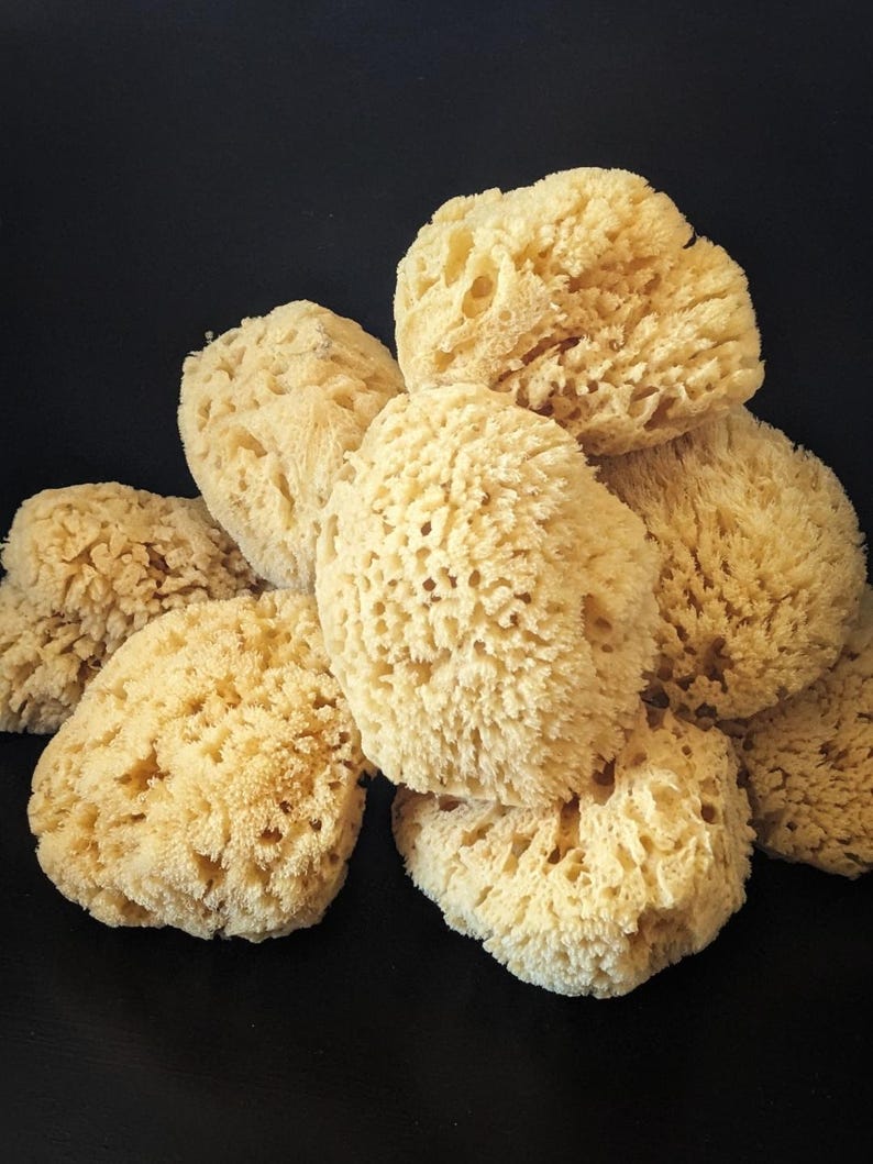 Natural Sea Sponge / Eco-friendly / Zero Waste / Biodegradable / Sponge ...