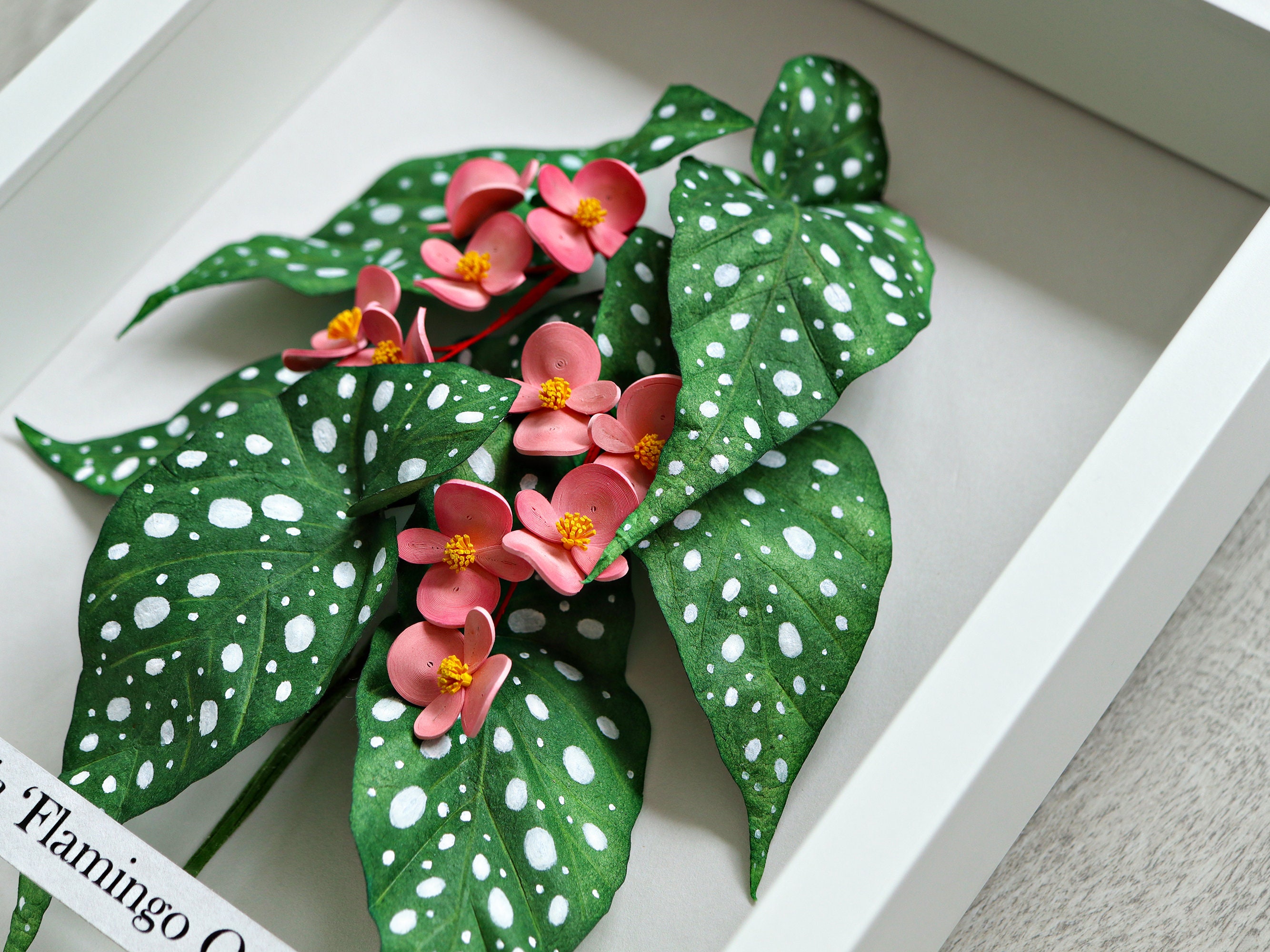 Pink Begonia Wall Art Begonia Maculata Illustration Tropical Decor ...