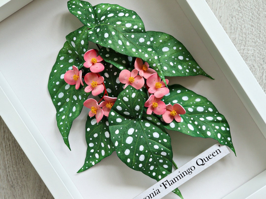 Pink Begonia Wall Art - Begonia Maculata Illustration - Tropical Decor ...