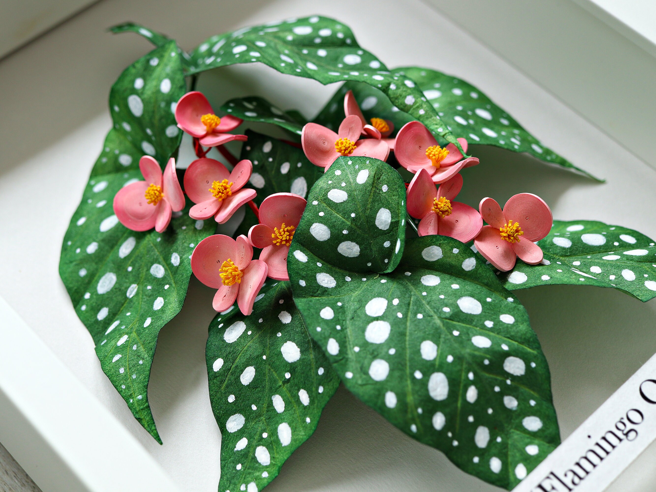 Pink Begonia Wall Art Begonia Maculata Illustration Tropical Decor ...