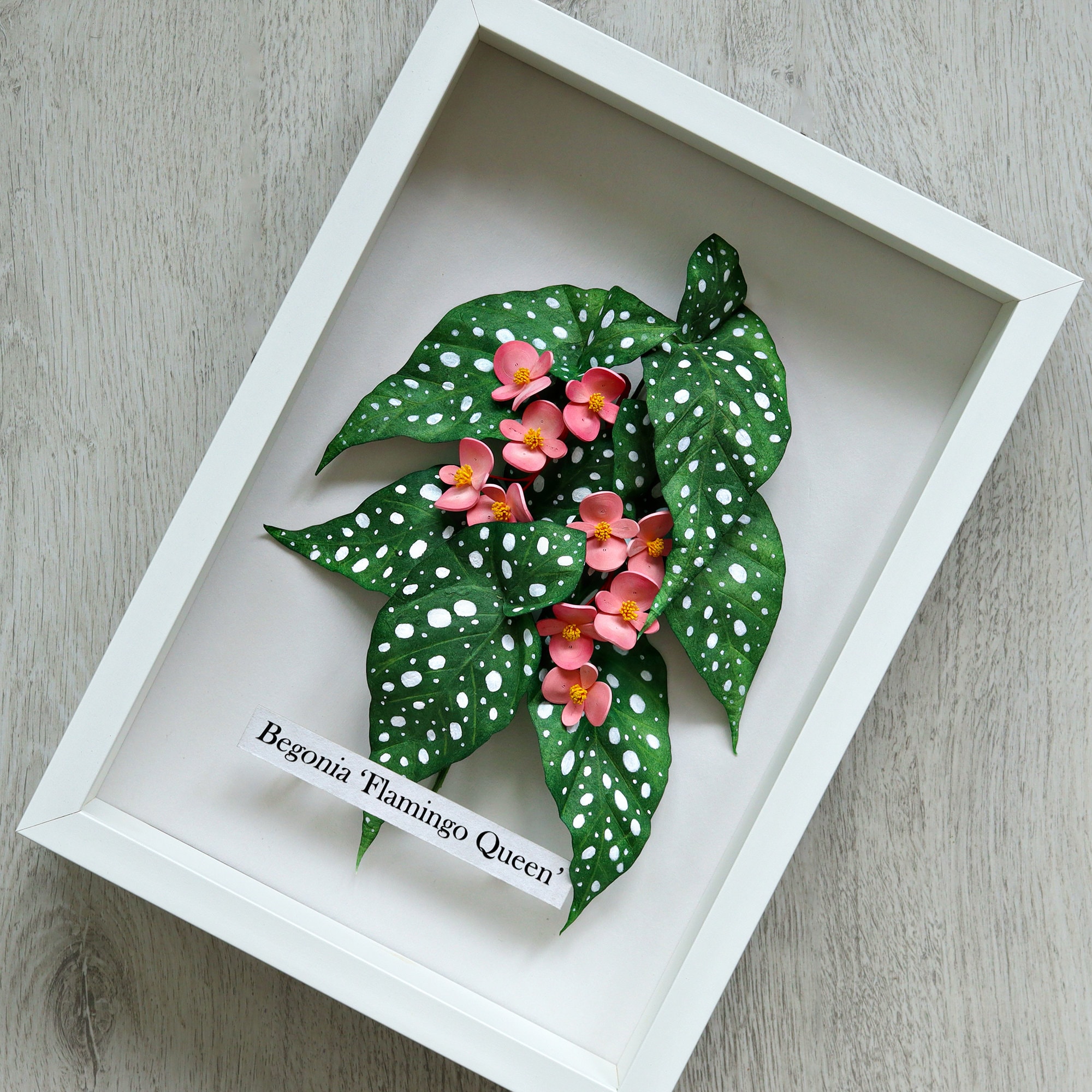 Pink Begonia Wall Art Begonia Maculata Illustration Tropical Decor ...