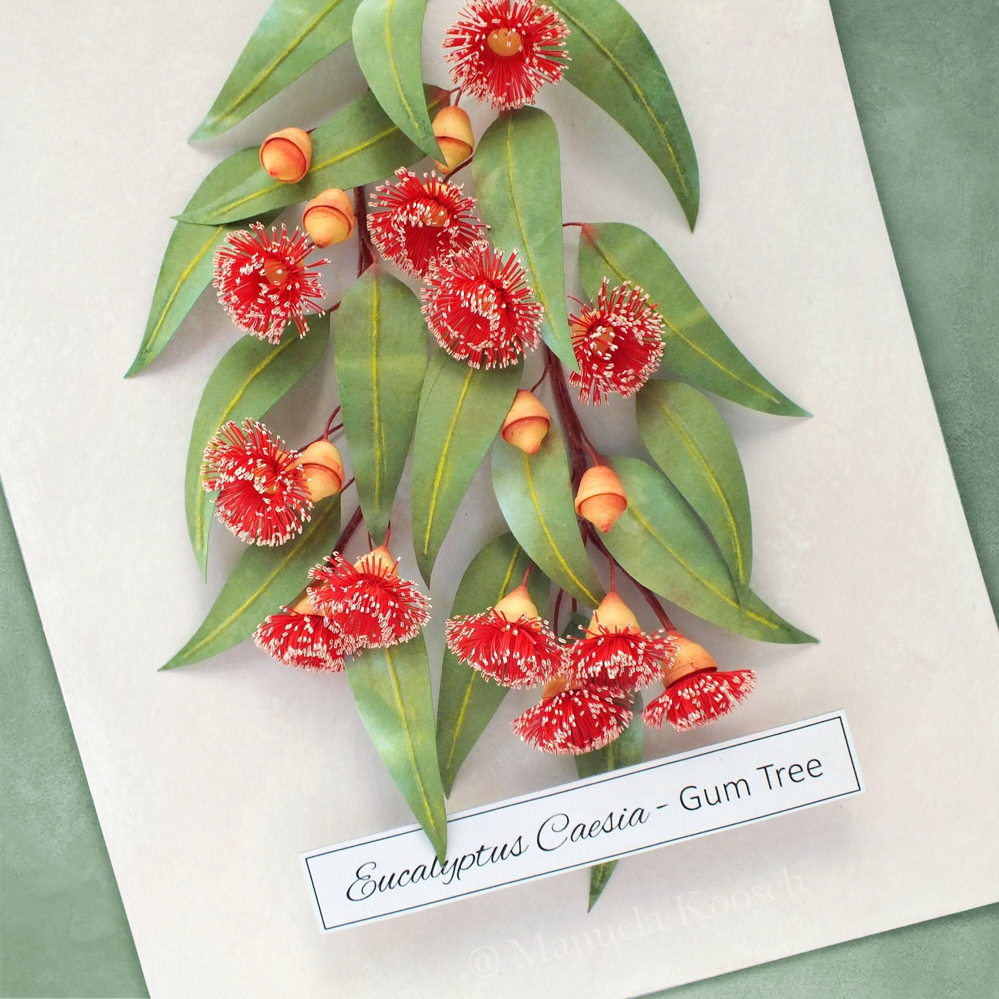 Eucalyptus Gum Tree Wall Art - Red Flowering Gumtree Branch Artwork ...