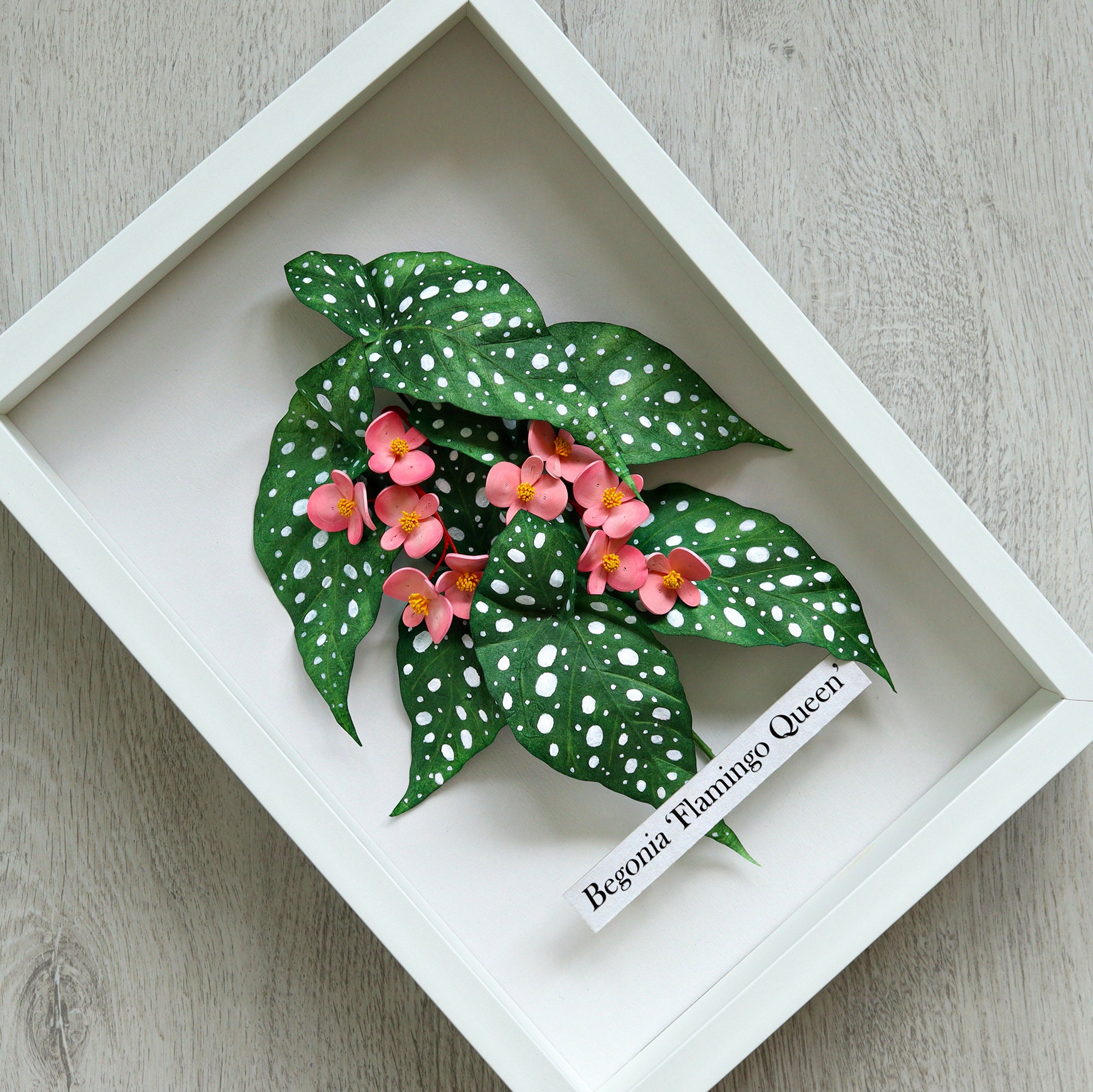 Pink Begonia Wall Art Begonia Maculata Illustration Tropical Decor ...