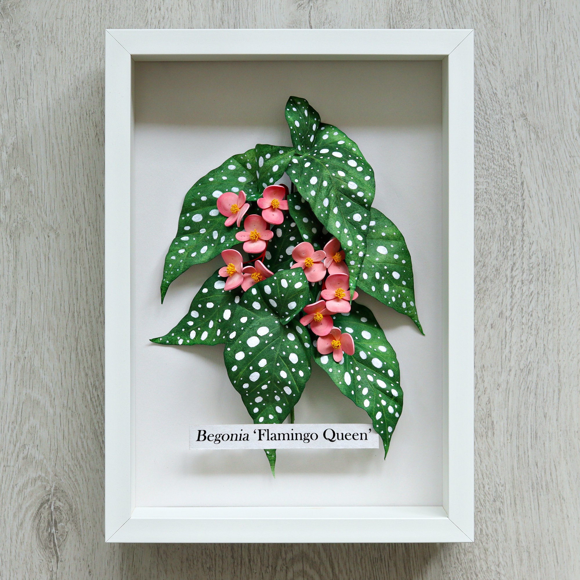 Pink Begonia Wall Art Begonia Maculata Illustration Tropical Decor ...