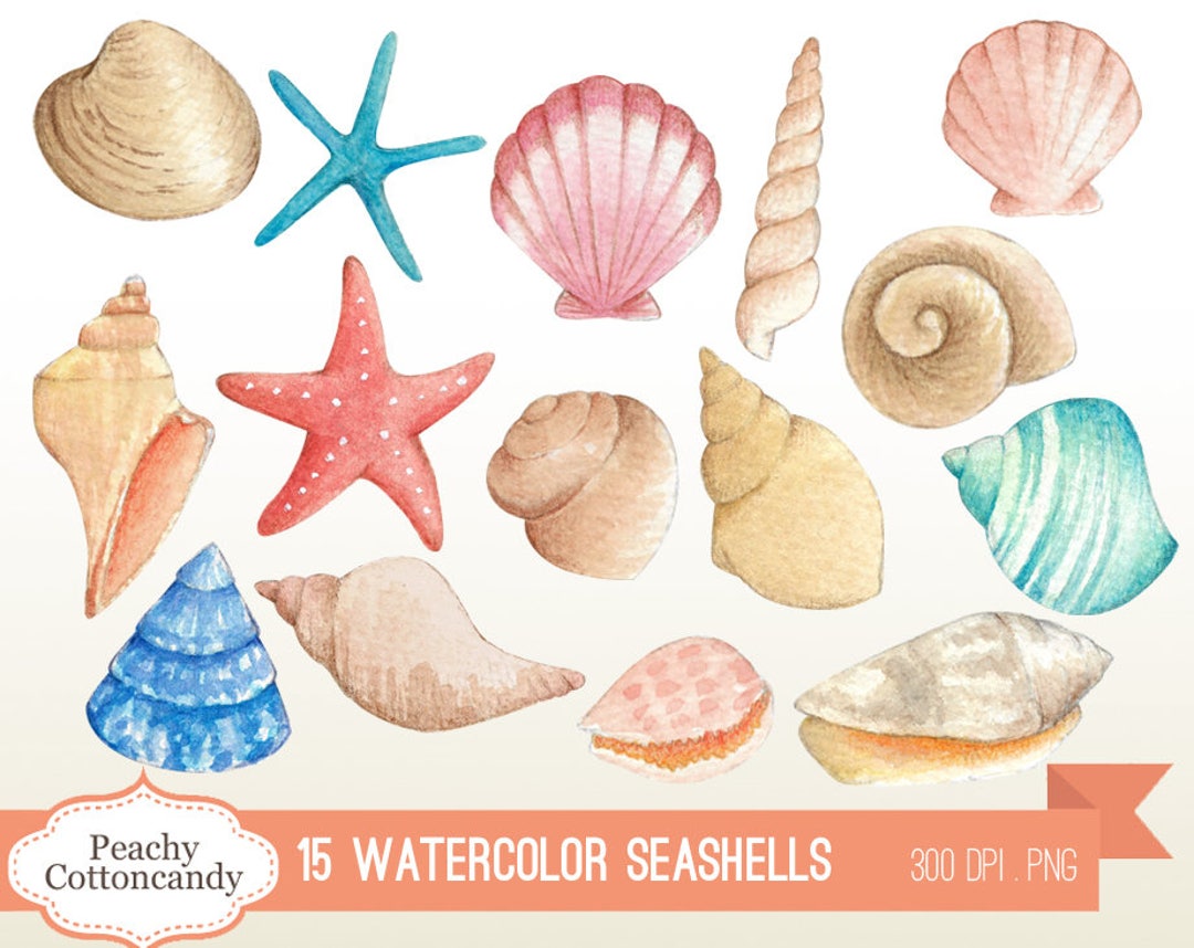 Watercolor Seashells Clipart: Beach Summer Graphics (PNG, Digital ...
