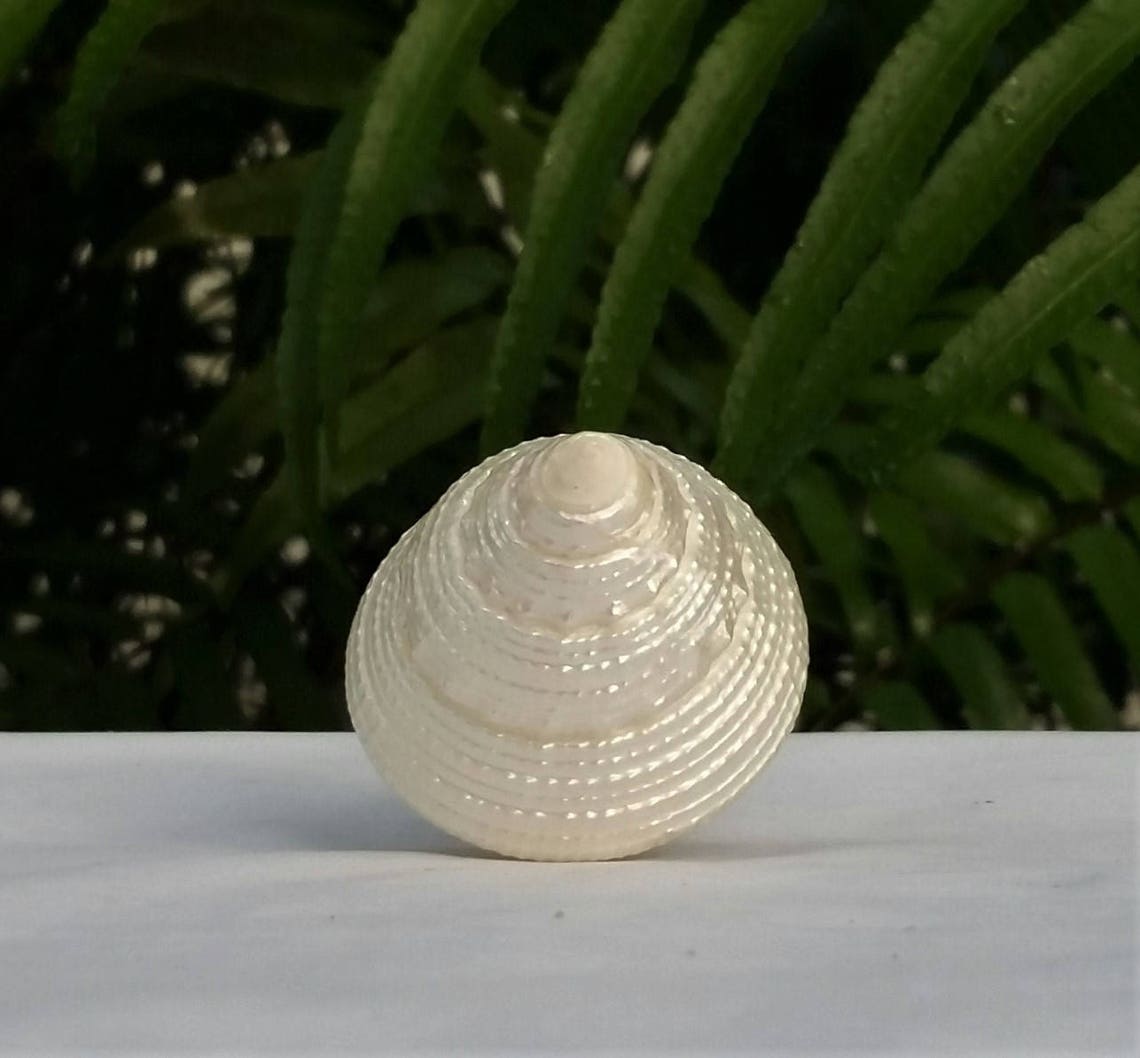 Sea Shell Lamp Finial Pearl White | Etsy