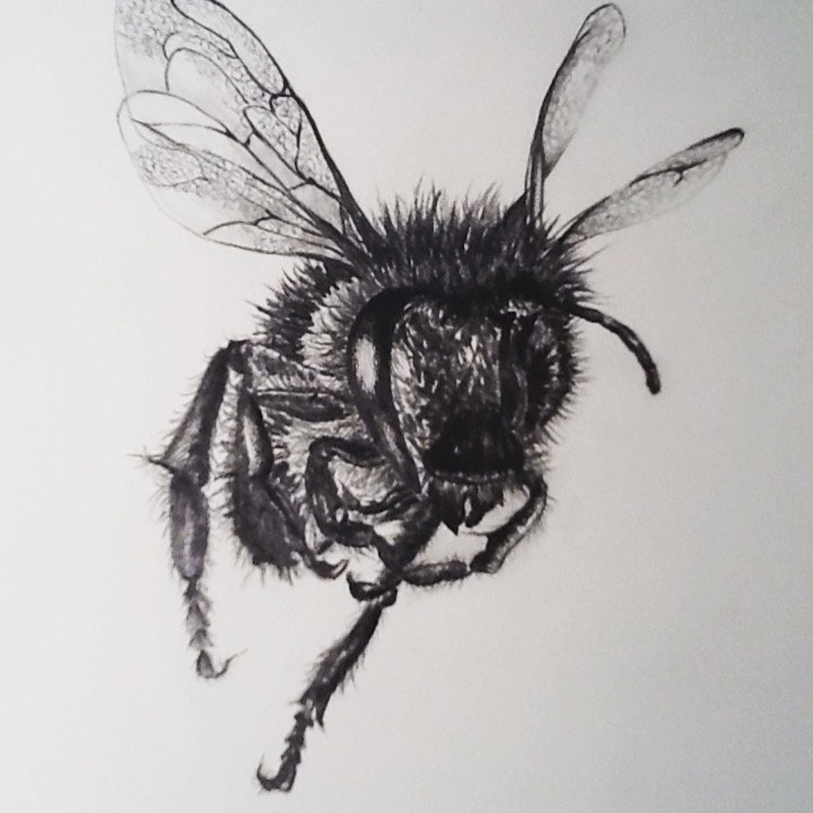 Bee Ink Drawing, Print - Etsy