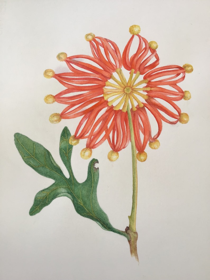 Fire Wheel Tree, Watercolour Painting Print - Etsy