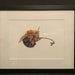 Australian Blue Banded Bee, Print - Etsy