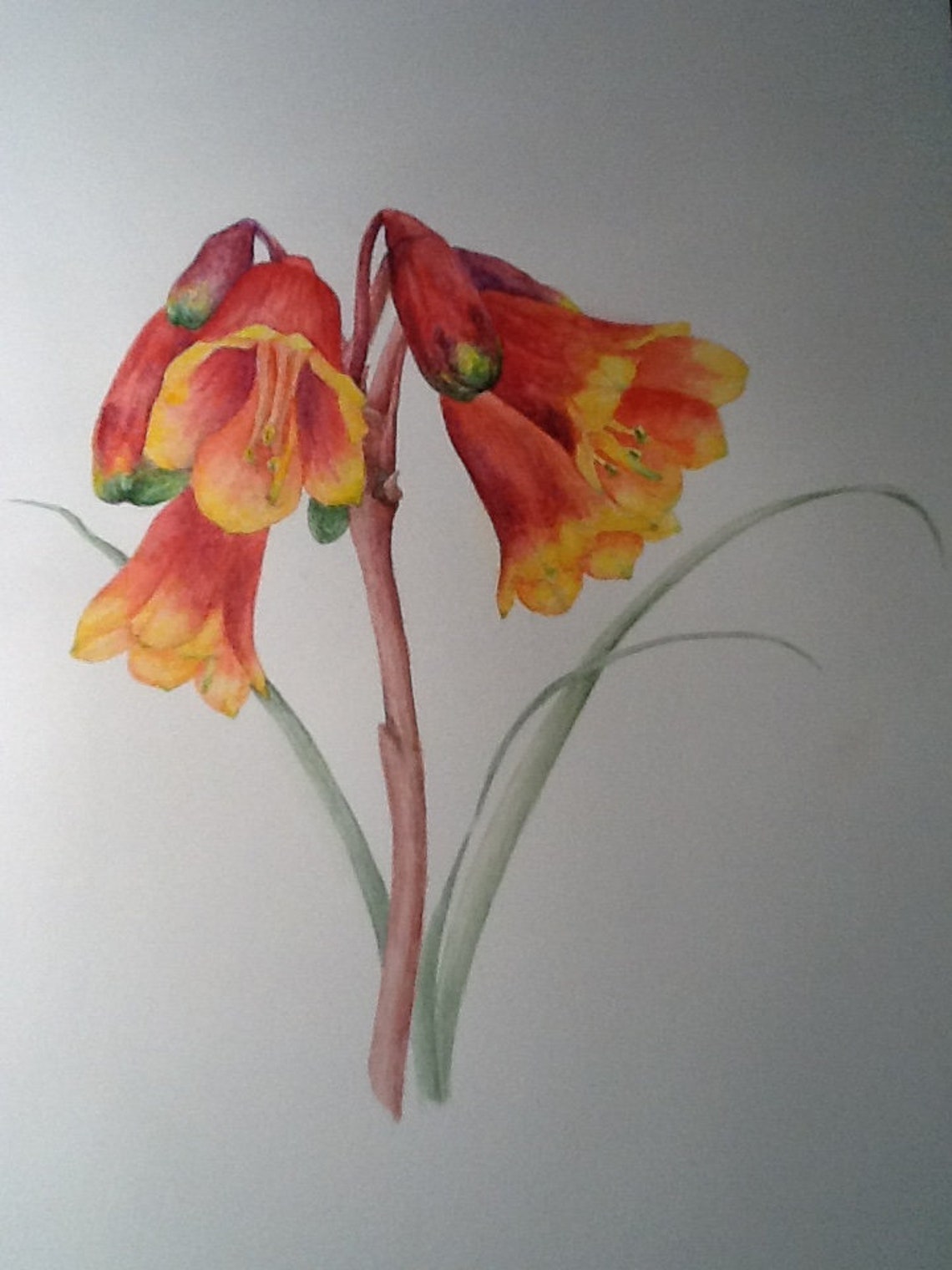 Print Australian Native Christmas Bells - Etsy 日本