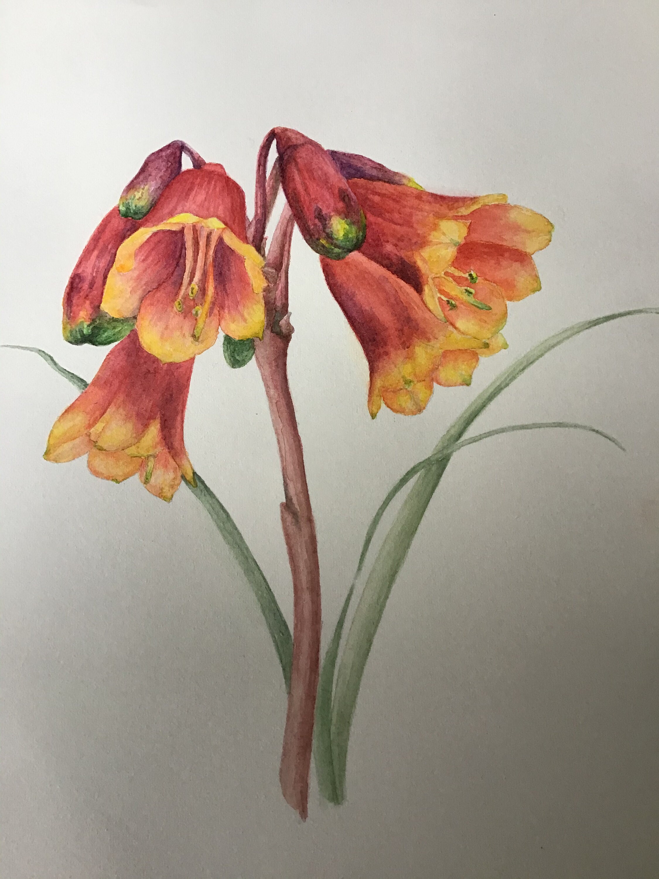 Print Australian Native Christmas Bells - Etsy 日本