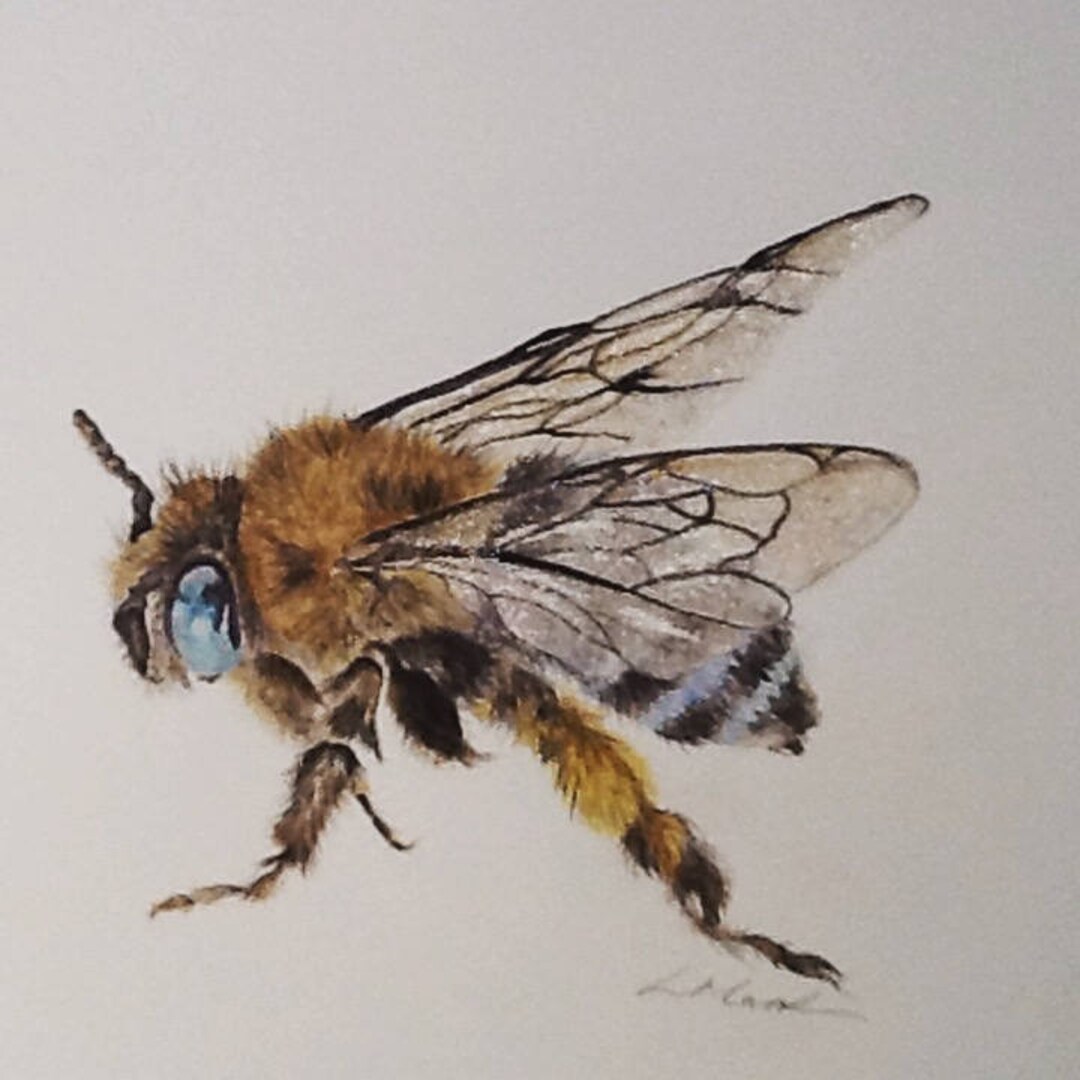 Australian Blue Banded Bee, Print - Etsy