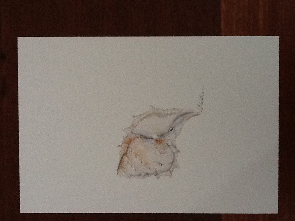 Shell Muricidae or Murex. Print From Watercolour. - Etsy