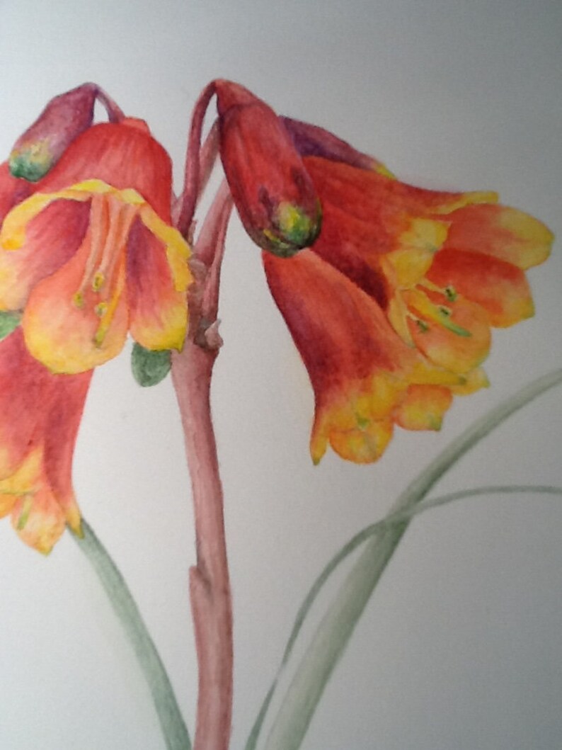 Print Australian Native Christmas Bells - Etsy 日本