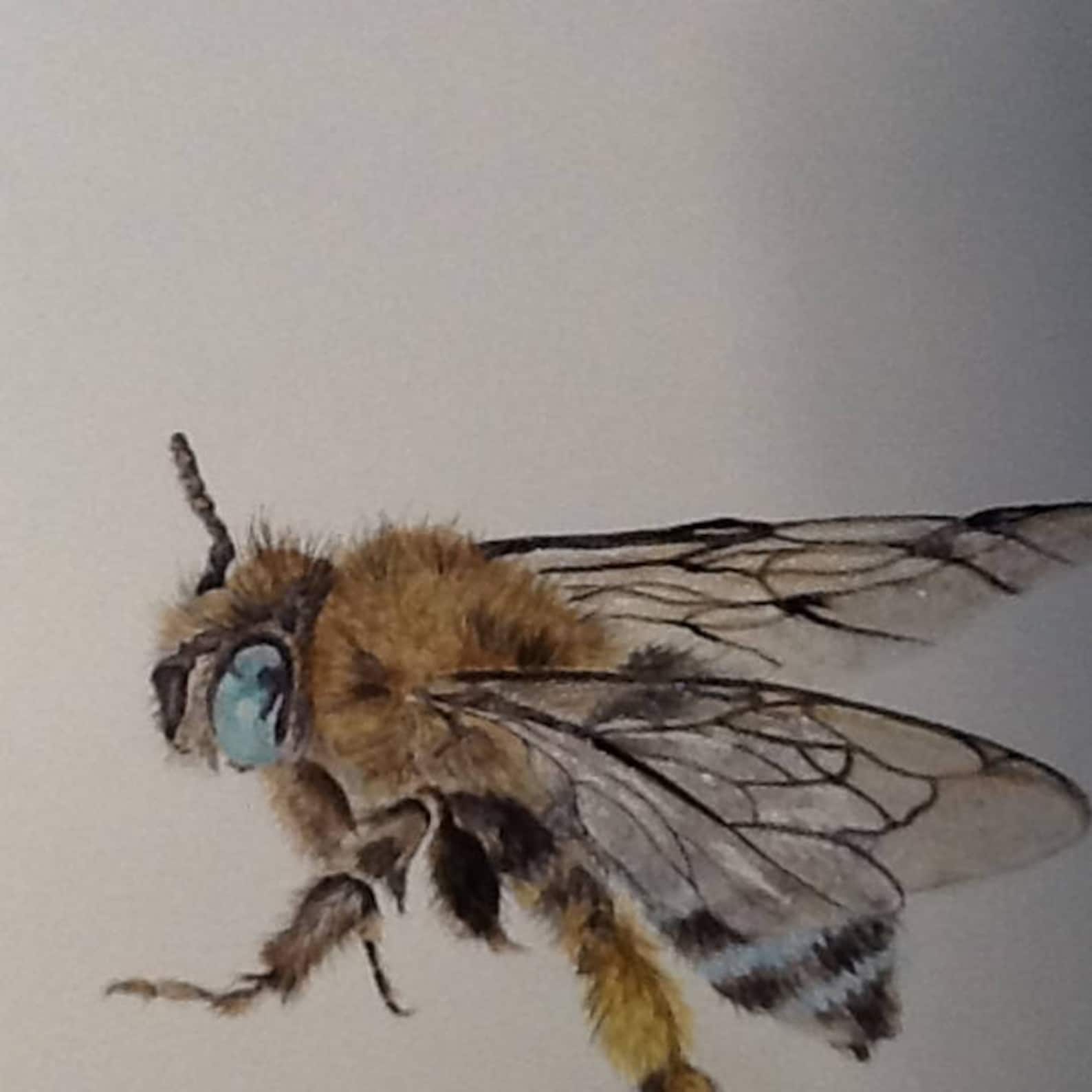 Australian Blue Banded Bee, Print - Etsy
