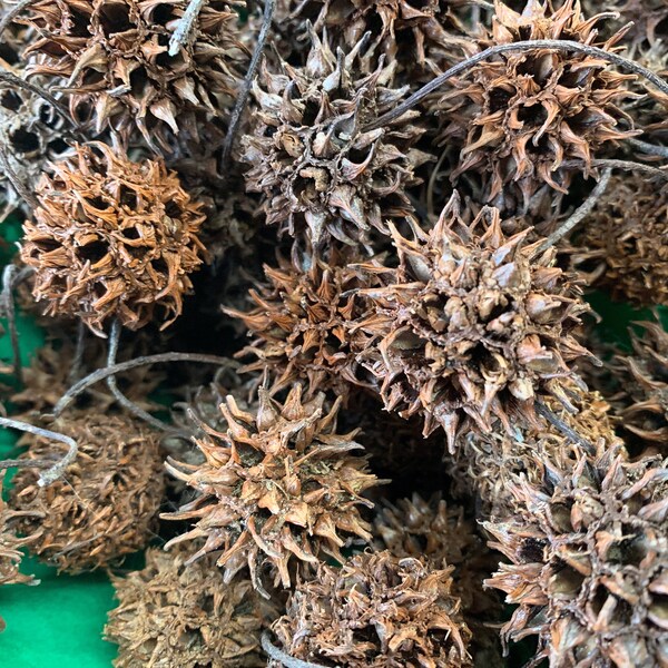 Sweet Gum - Etsy