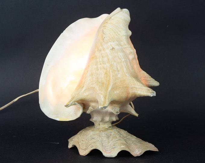 Vintage Seashell Lamp | 1950s | Sea Shell Table Lamp | Squamosa ...