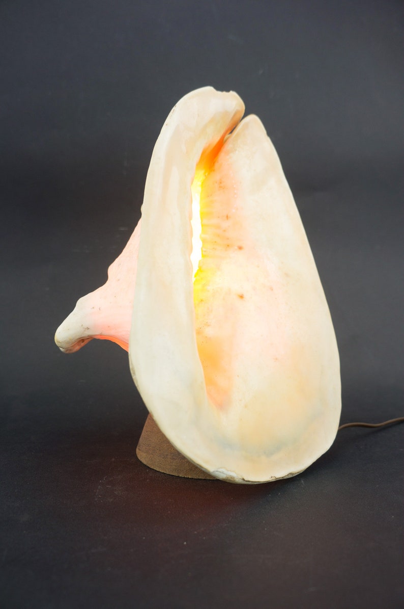 Vintage Seashell Lamp 1950s Giant Sea Shell Table Lamp - Etsy