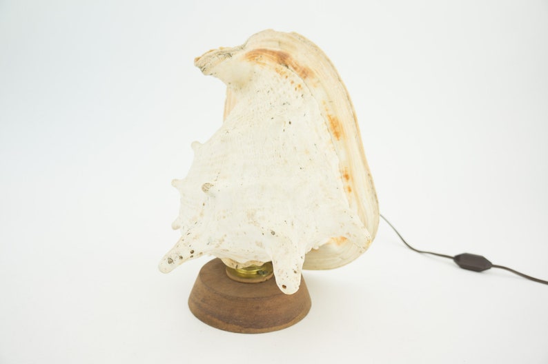 Vintage Seashell Lamp 1950s Giant Sea Shell Table Lamp - Etsy