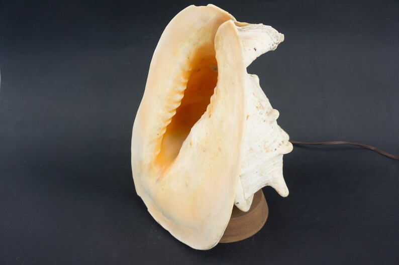 Vintage Seashell Lamp 1950s | Giant Sea Shell Table Lamp | King Helmet ...