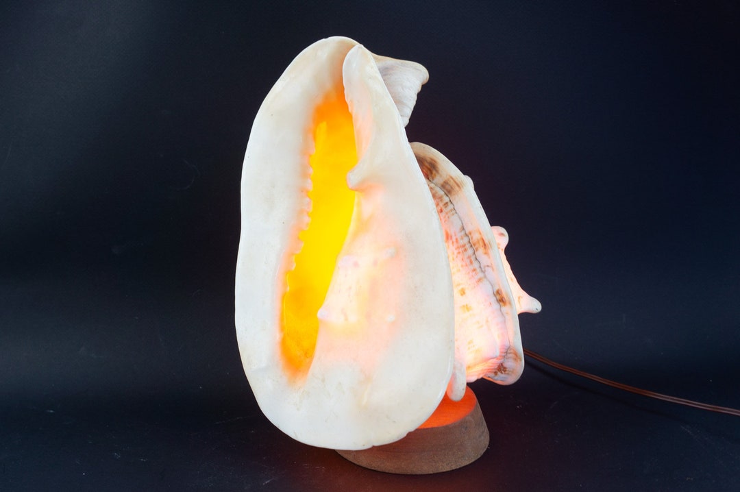Vintage Seashell Lamp 1950s | Giant Sea Shell Table Lamp | King Helmet ...
