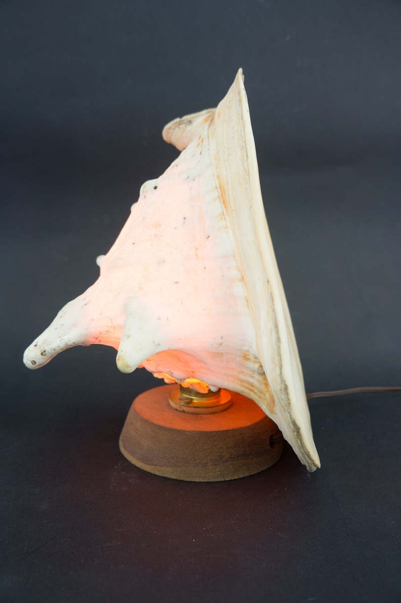 Vintage Seashell Lamp 1950s Giant Sea Shell Table Lamp - Etsy