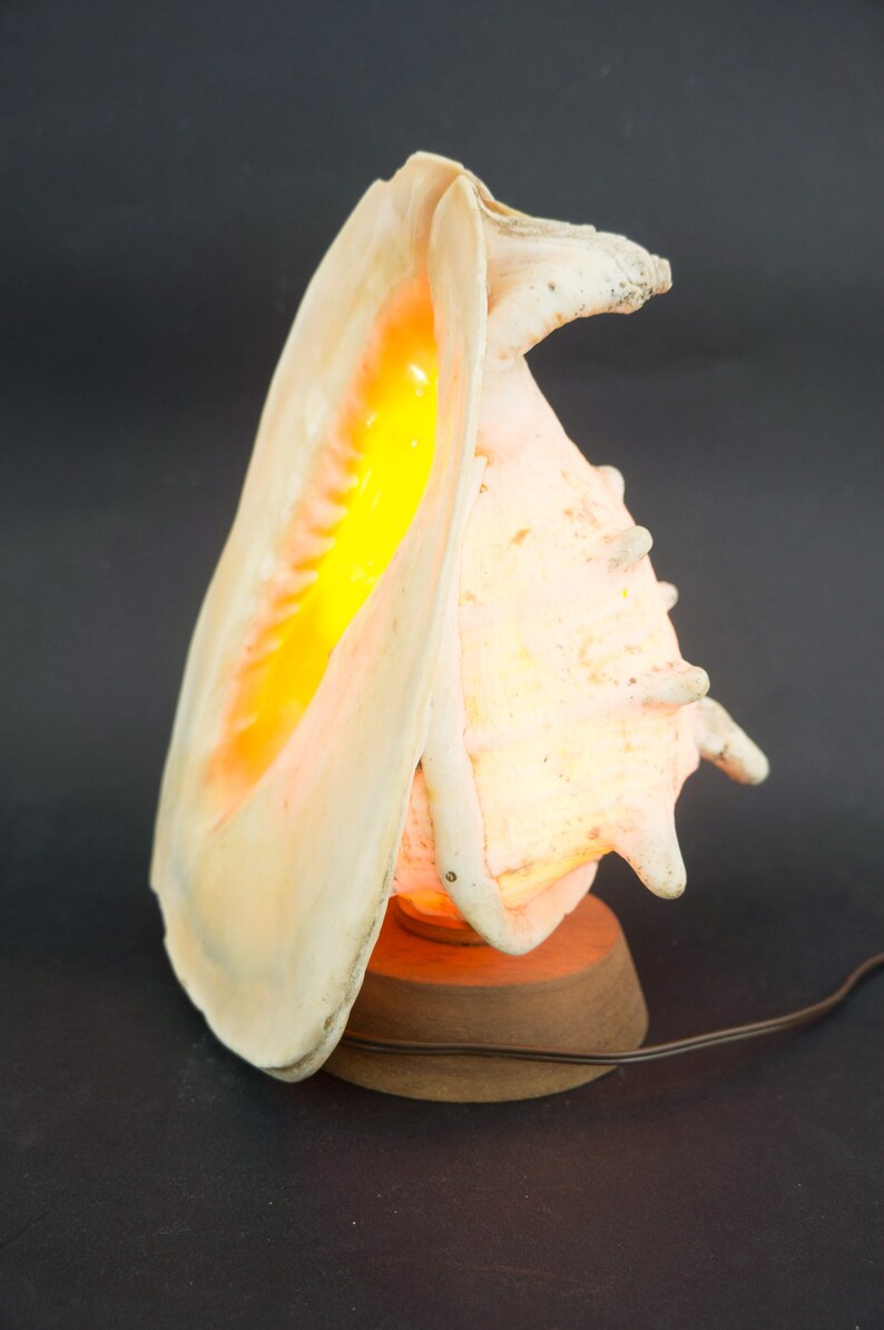 Vintage Seashell Lamp 1950s | Giant Sea Shell Table Lamp | King Helmet ...