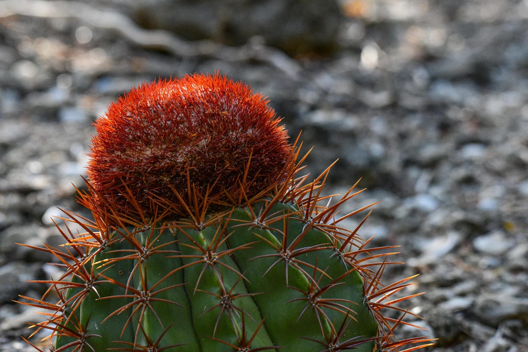 Cutie Cacti....red Cap Cactus Fun Fine Print or Canvas - Etsy