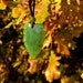 Jade Monstera Leaf Pendant Canadian Nephrite 2 Sizes - Etsy