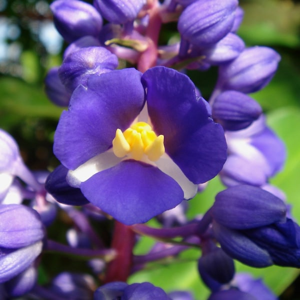 Blue Ginger - Etsy