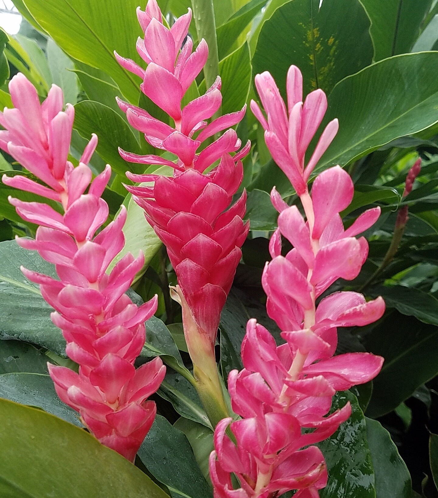 1 Hawaiian Pink Ginger Alpinia Purpurata Starter Plant | Etsy
